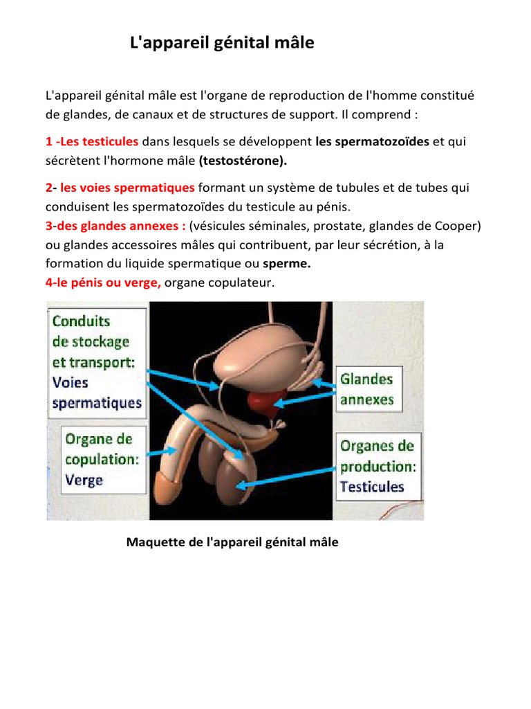 Anatomie de l'appareil génital mâle | PDF | Prostate | Testicule