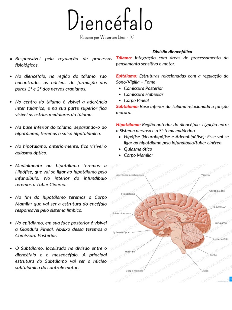 Resumo Diencefalo | PDF