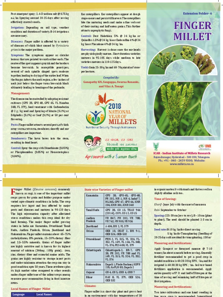 Finger Millet Brochure | PDF | Crops | Agriculture