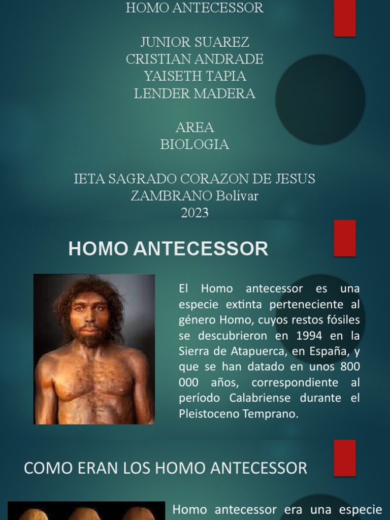 Características del Homo Antecessor | PDF | Homo | Paleoantropología