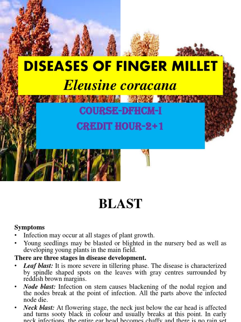 Finger-Millet Diseases | PDF