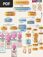 Inervación Del Corazón | PDF | Corazón | Neuroanatomía