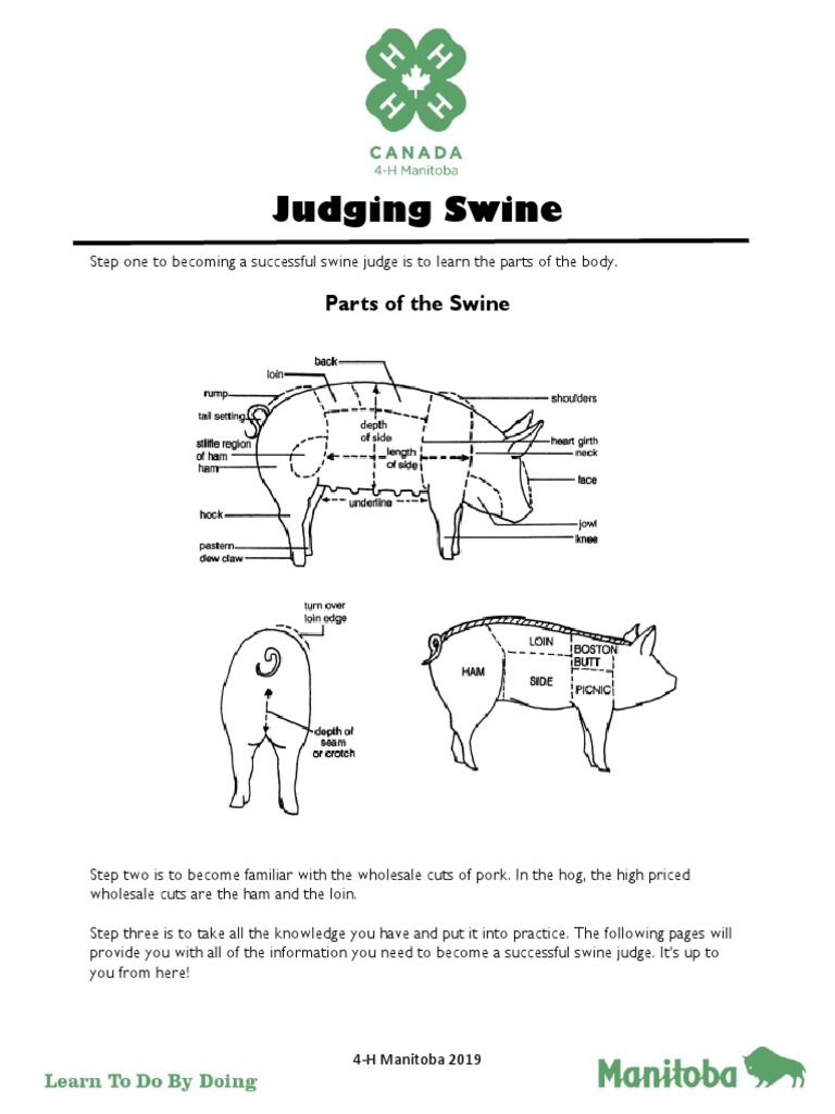 Judge Swine | PDF | Pig | Foot
