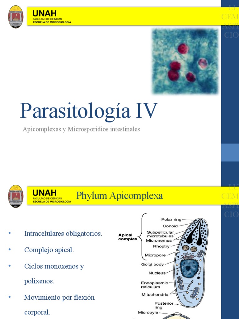 IV Parasitologia | PDF | Diarrea | Especialidades Medicas