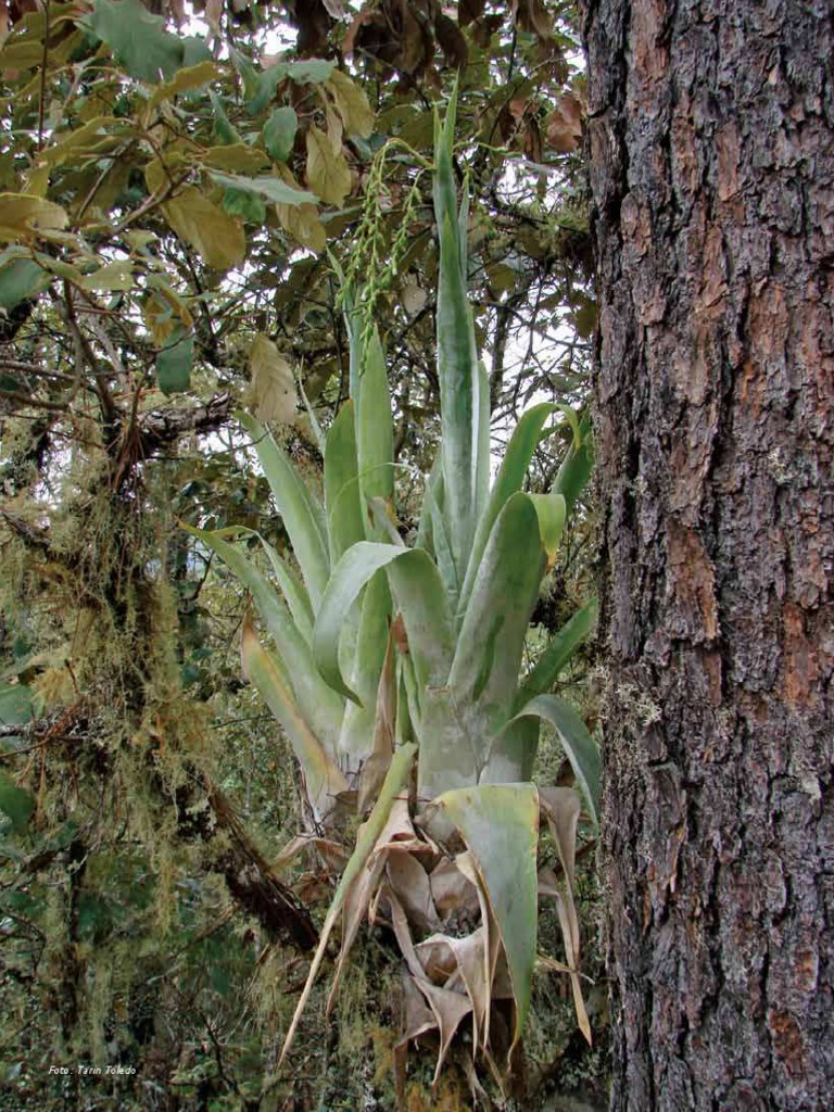 El Bosque Mesofilo de Montana en Mexico | PDF | Los bosques | Deforestación