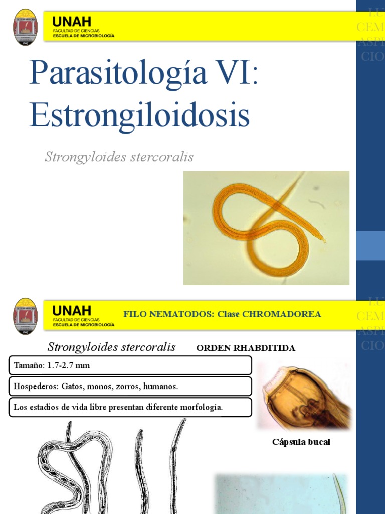 Parasitología VI: Estrongiloidosis: Strongyloides Stercoralis | PDF | Inmunología | Causas de la ...