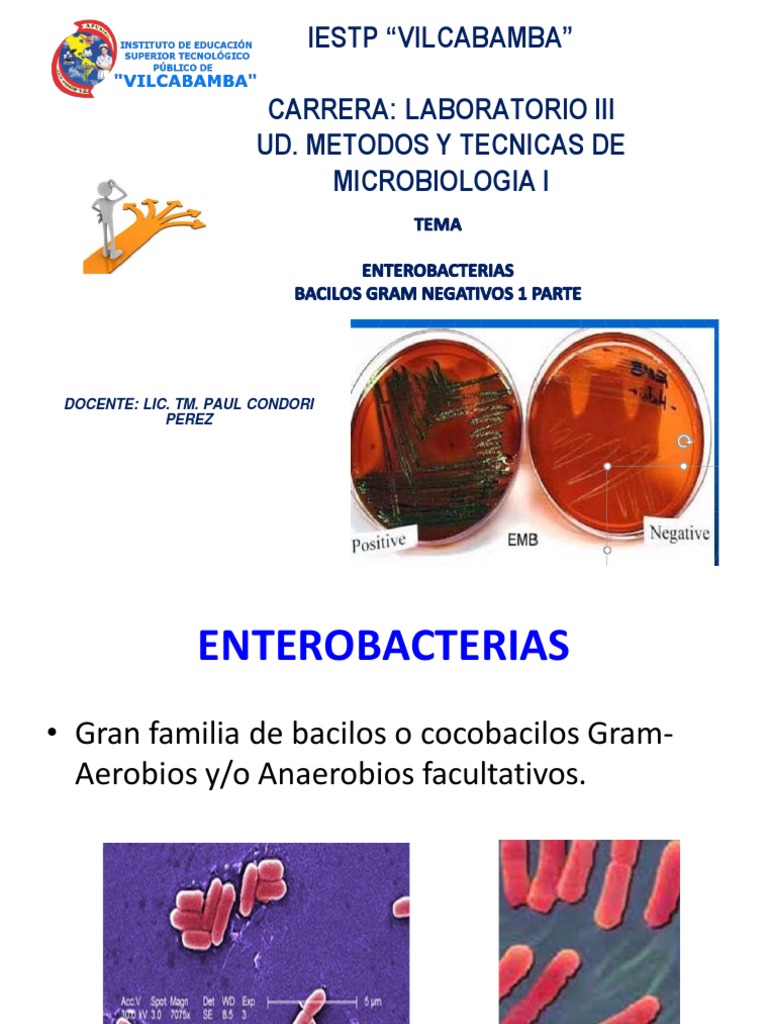 Sesion de Enterobacterias Parte 1 | PDF | Escherichia coli | Salmonela