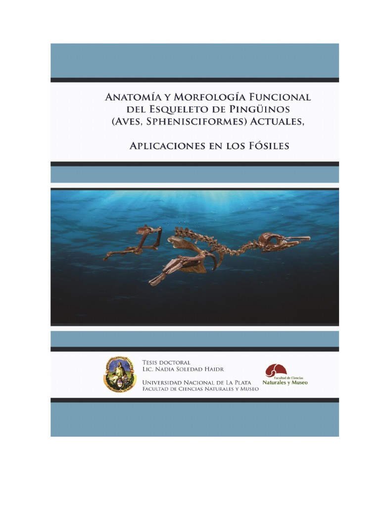 Untitled | PDF | Pingüino | Neognathae