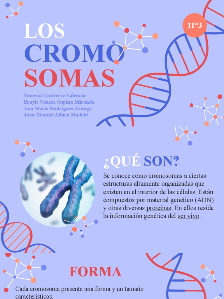 Los Cromosomas | PDF | Cromosoma | Adn