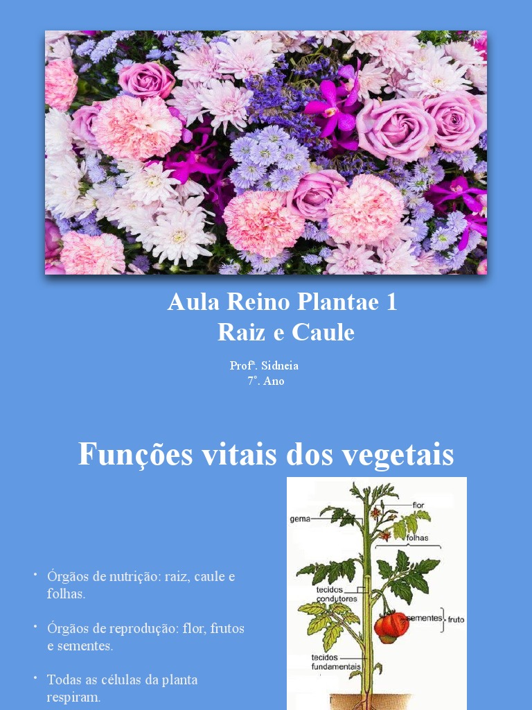 Aula Botânica 1 - Raiz e Caule 7. Ano 2. Bim | PDF