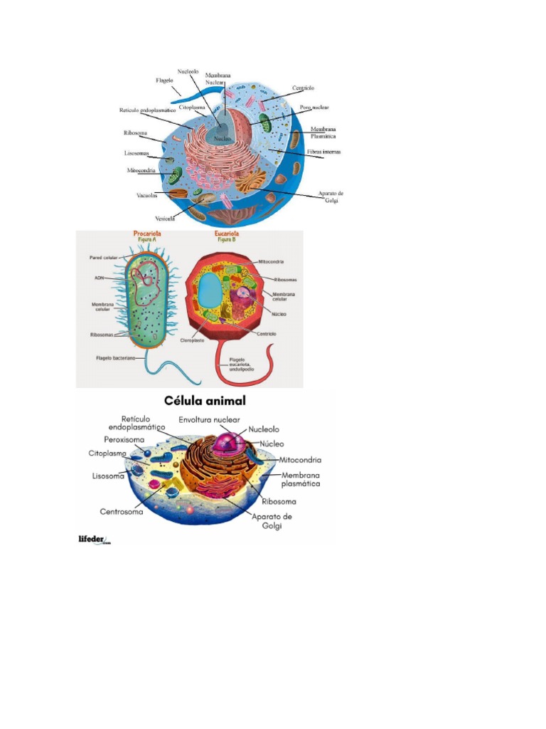 Celulas Organelos | PDF