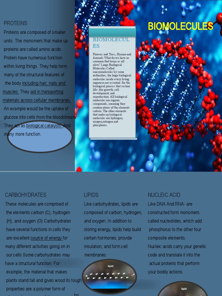 BIOMOLECULES | PDF | Biology | Proteins