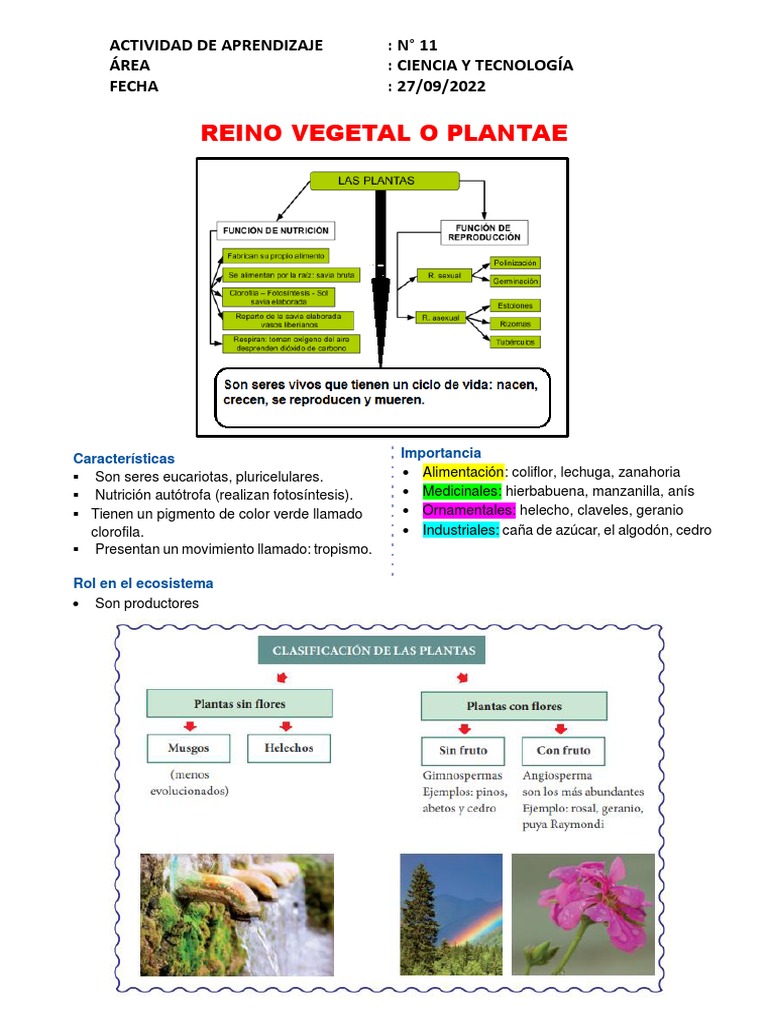 Reino Vegetal | PDF