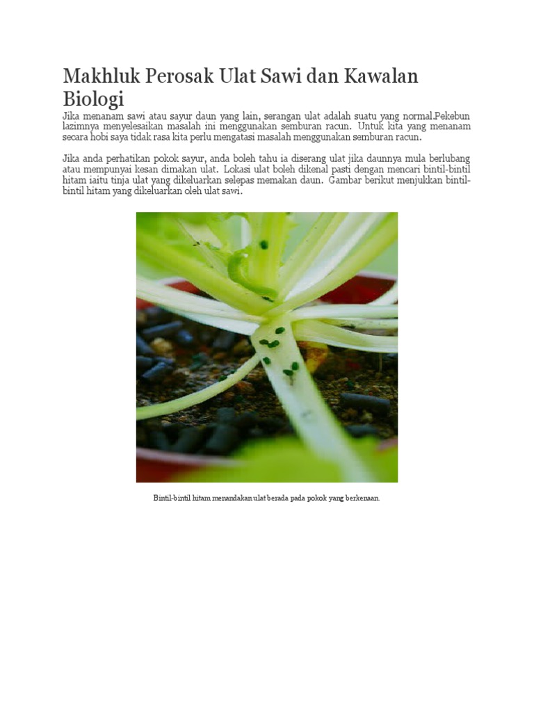 Makhluk Perosak Ulat Sawi Dan Kawalan Biologi | PDF