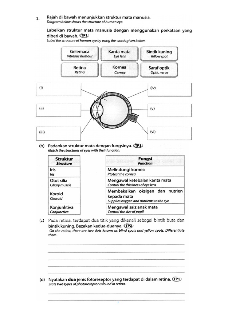 F3 C1 Human Eye Exercise | PDF