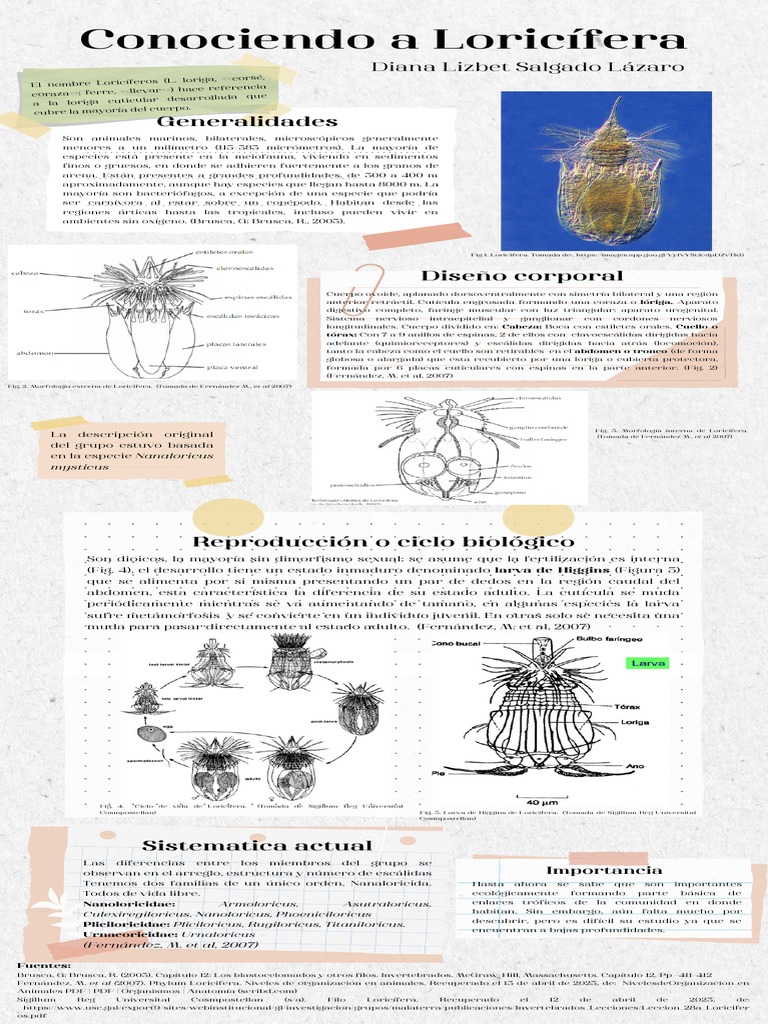 Infografía Loricífera - Diana Salgado | PDF