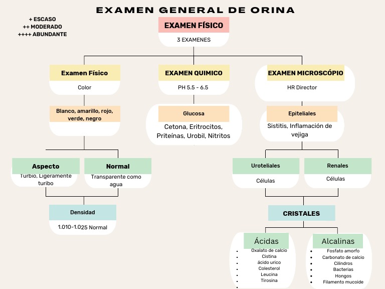 Mapa Conceptual Examen General de Orina El Bueno | PDF | Especialidades Medicas | Química