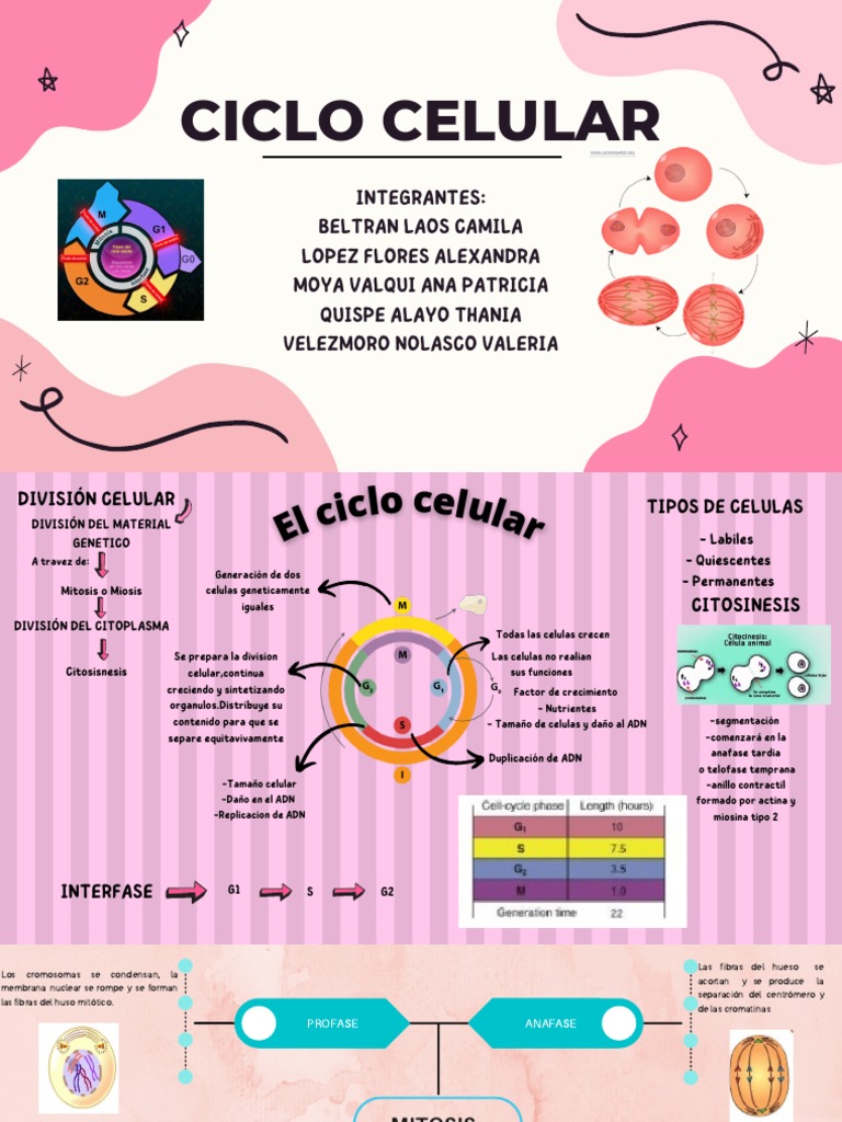 Ciclo Celular | PDF | Mitosis | Bioquímica