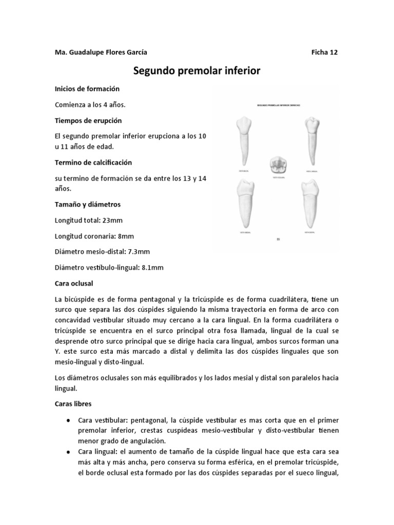 Morfología del Segundo Premolar Inferior | PDF | Anatomia dental | Diente
