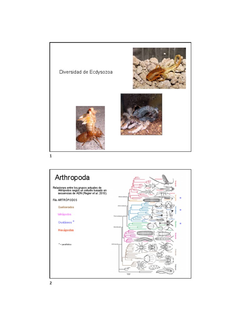 Arthropoda: Diversidad de Ecdysozoa | PDF | Crustáceo | Zoología