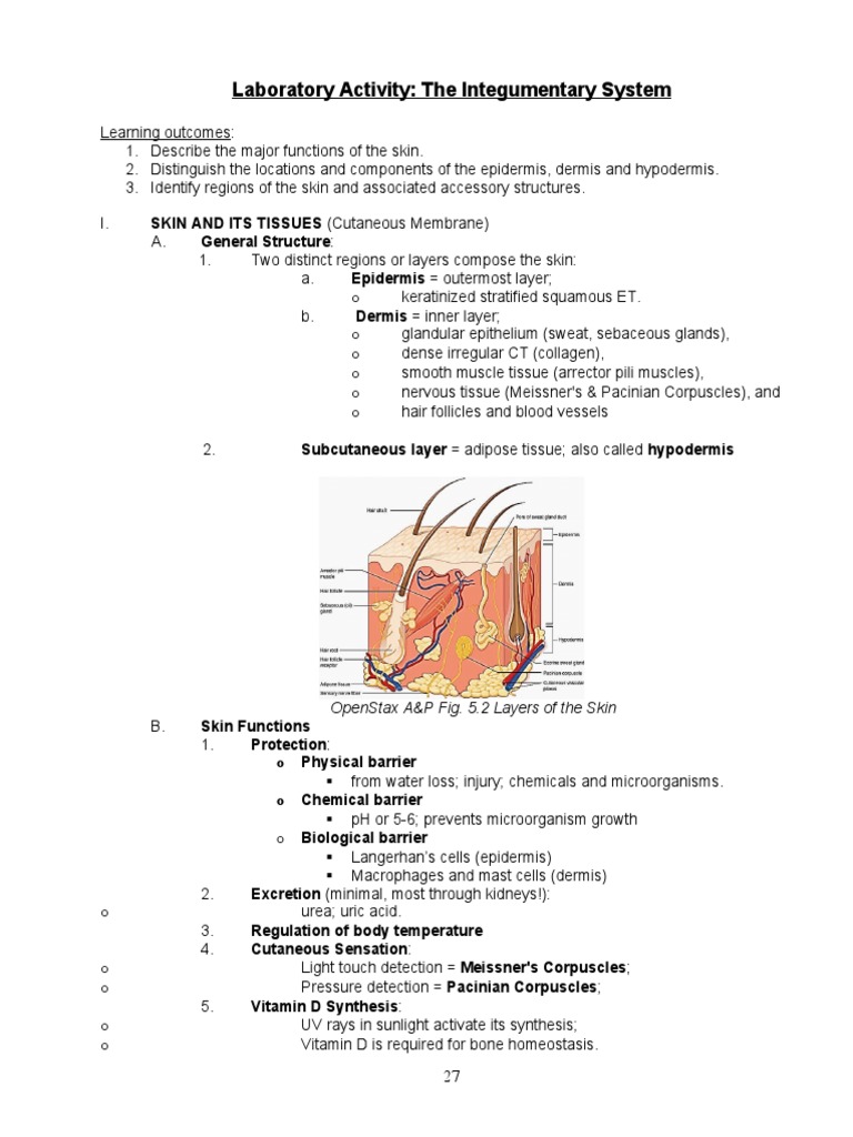 Integumentary Lab Act | PDF | Skin | Epidermis