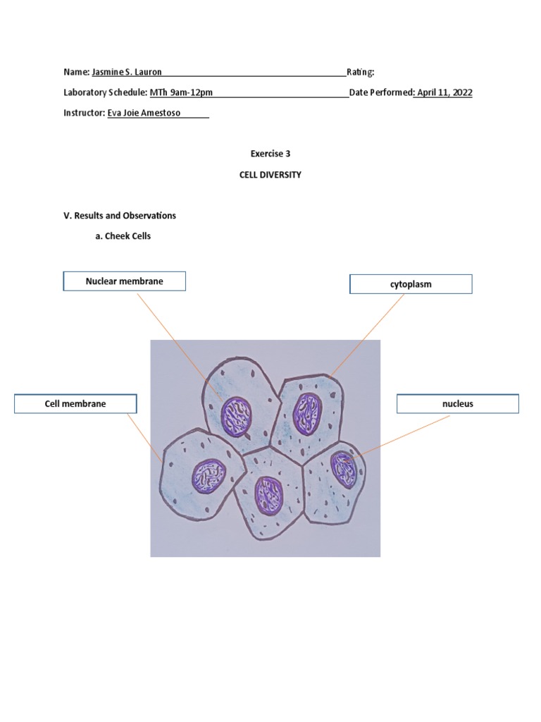 Cell-Diversity Lauron | PDF | Cell (Biology) | Cell Nucleus