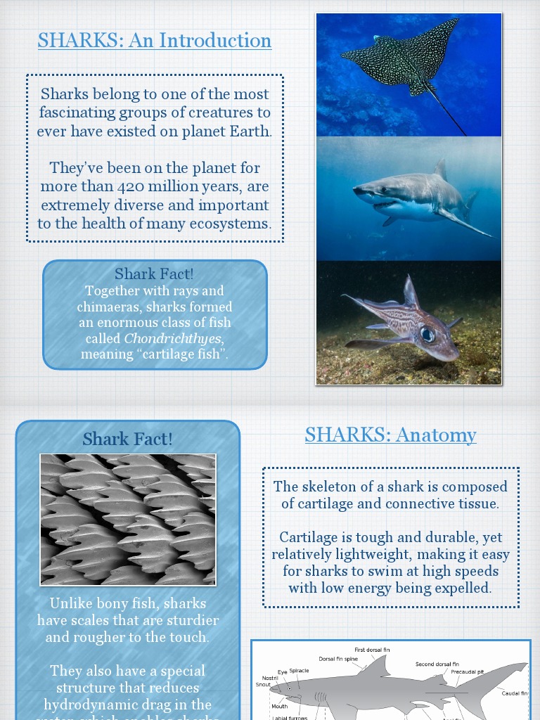 Shark Conservation | PDF | Sharks | Fish