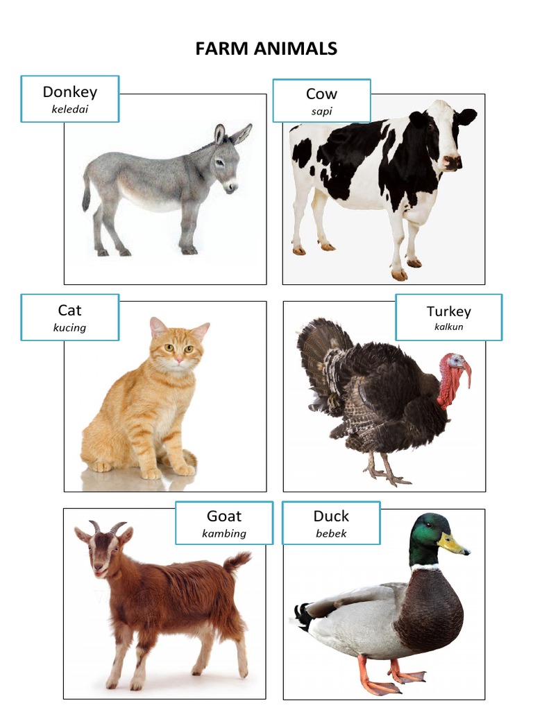 Farm Animals | PDF