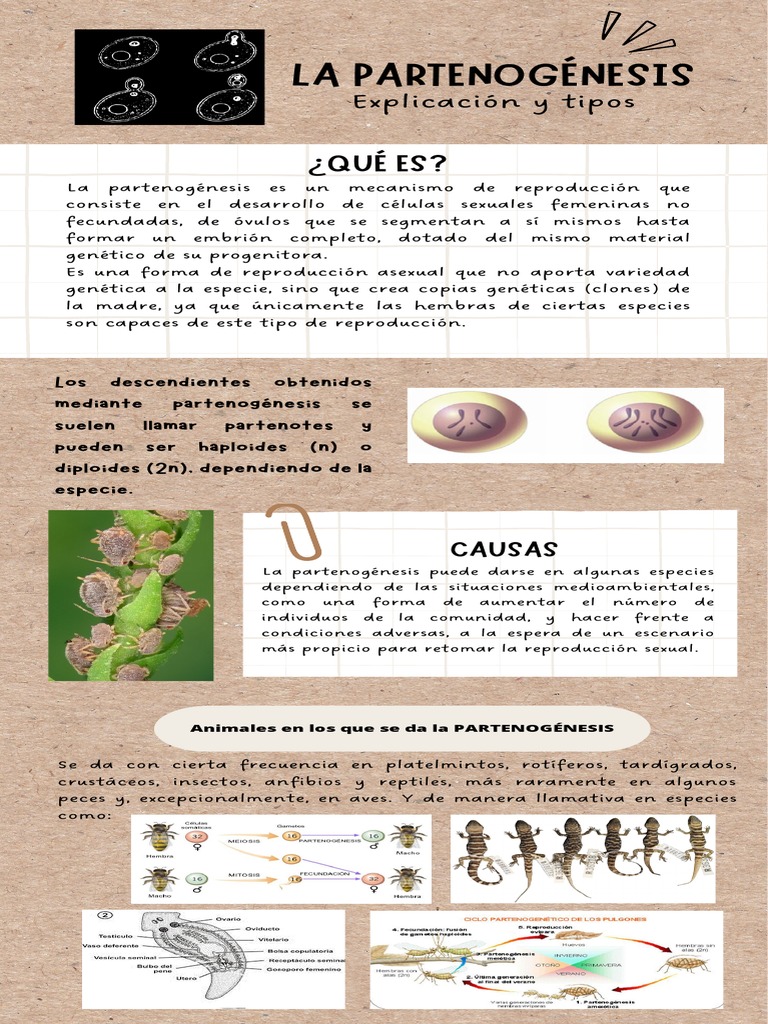 La Partenogénesis: ¿Qué Es? | PDF | Sexo | Hembra
