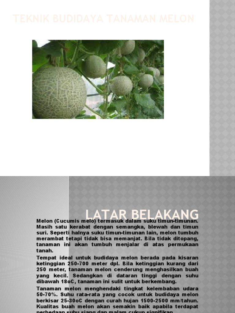 Teknik Budidaya Tanaman Melon | PDF