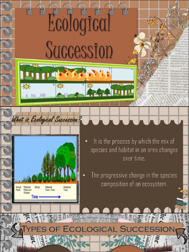 Ecological Succession and Food Chain | PDF | Physical Geography ...