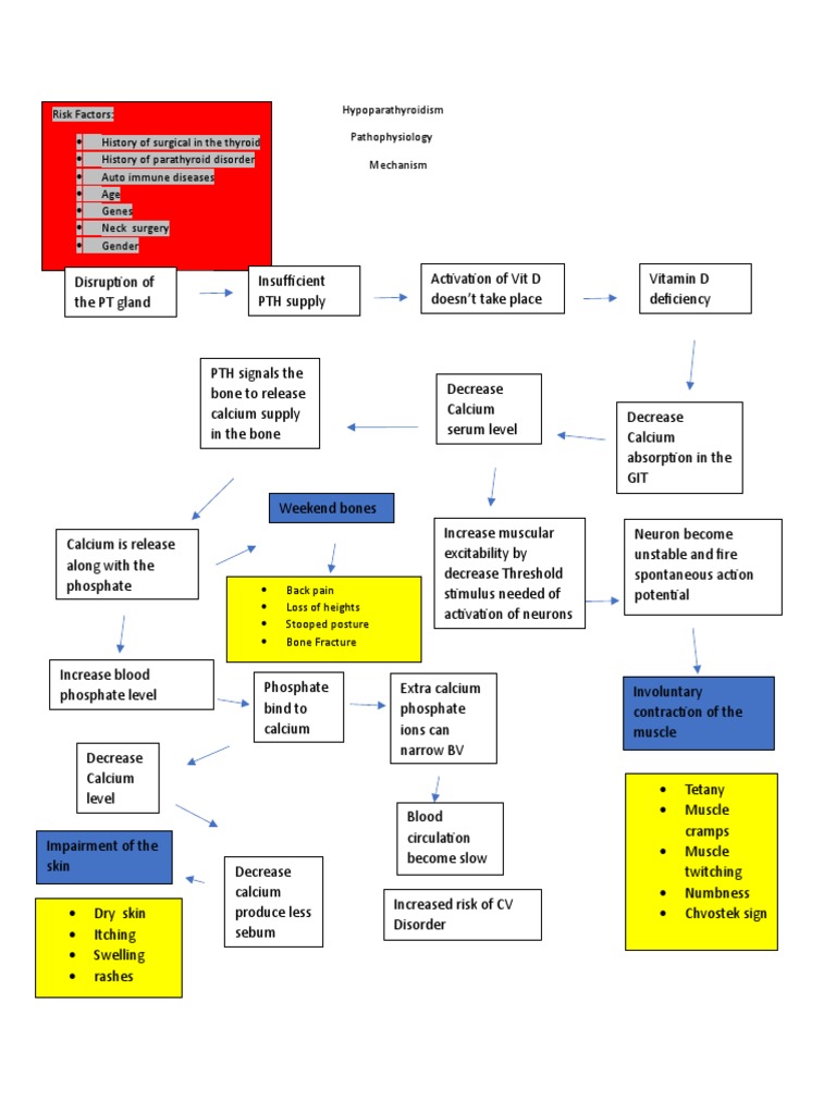 Hypoparathyroidism Pathophysiology | PDF | Clinical Medicine | Organ (Anatomy)