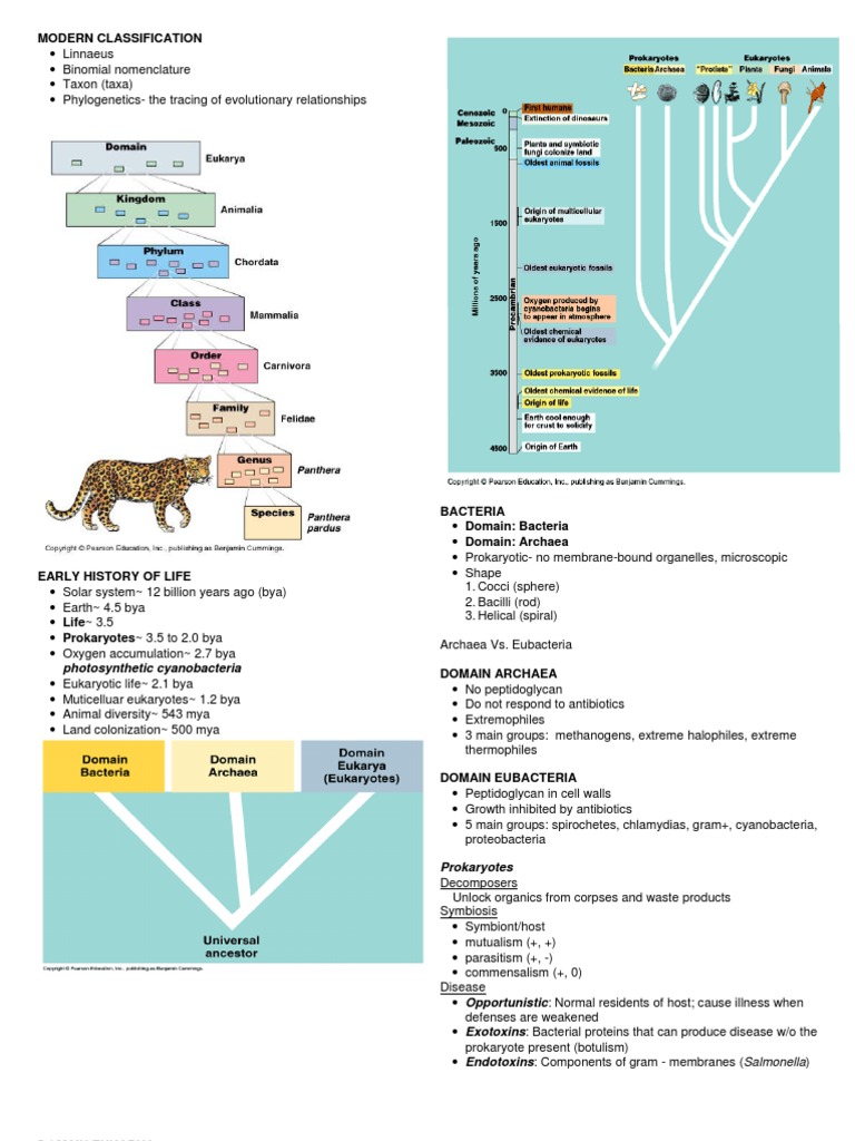 Modern Classification: photosynthetic cyanobacteria