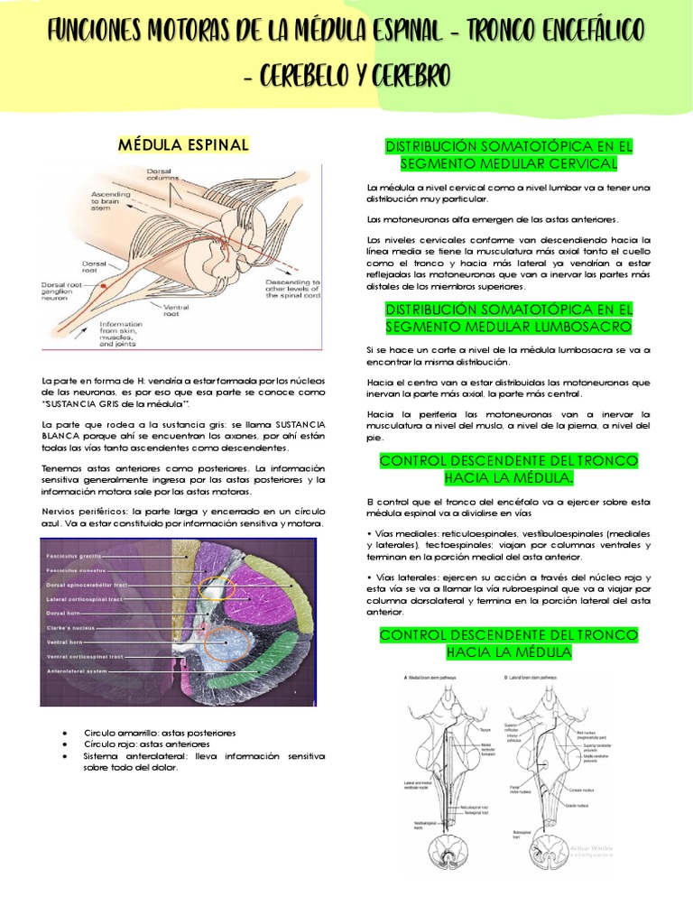 3.2.funciones Motoras de La Médula Espinal - Tronco Encefálico - Cerebro - Cerebelo | PDF ...