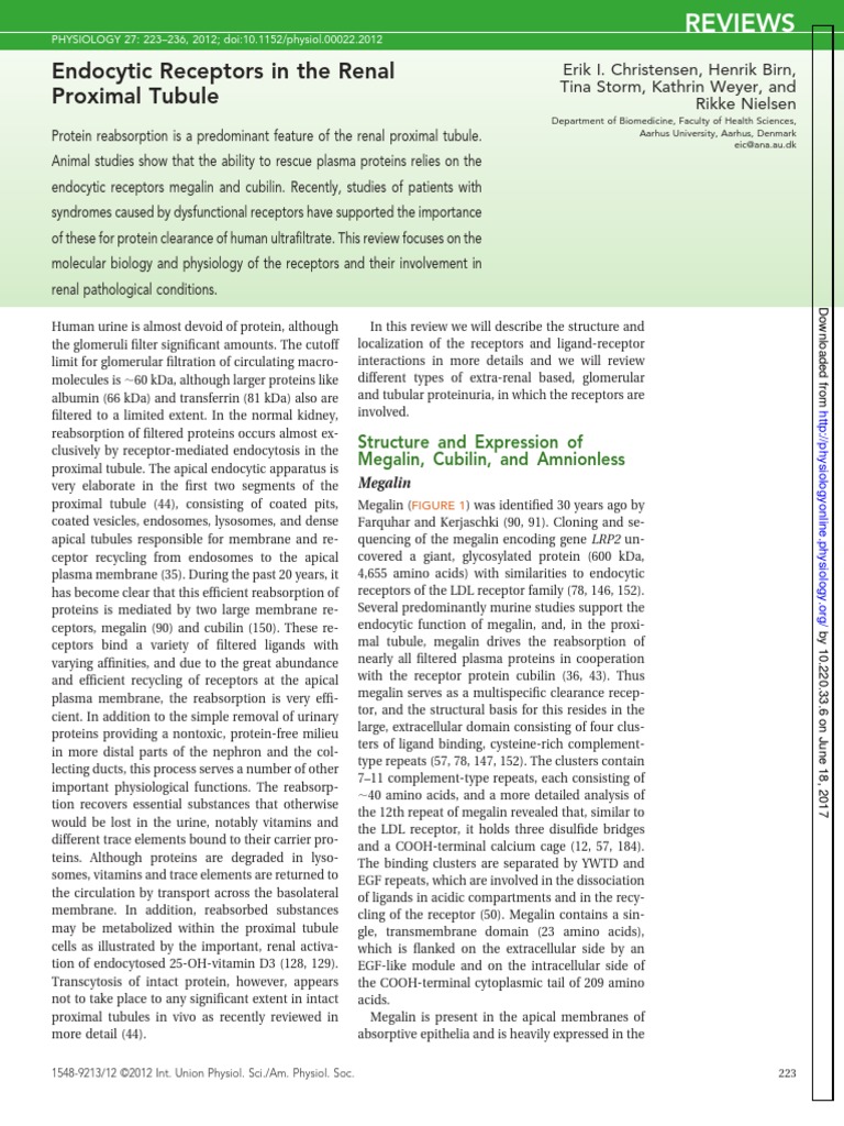 Endocytic Receptors Megalin & Cubilin 2012 | PDF | Cell Membrane | Kidney