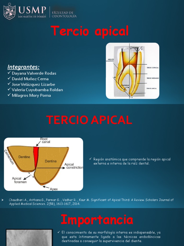 Anatomía y Función del Tercio Apical | PDF | Anatomia dental | Ramas de ...