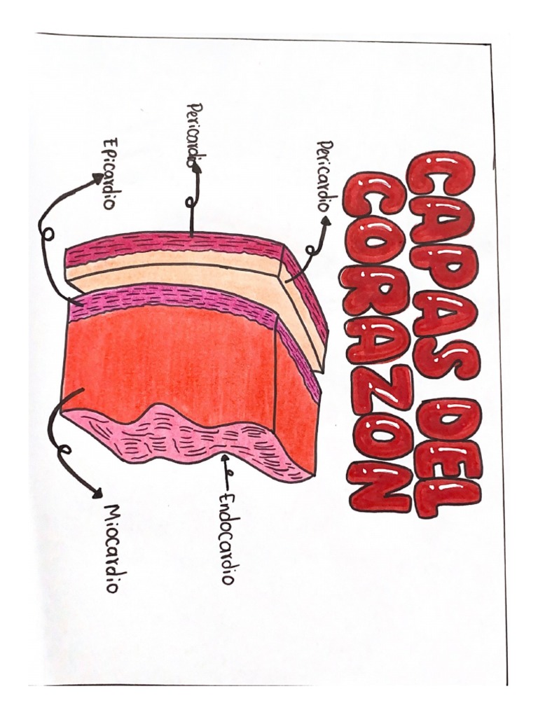 Capas Del Corazón | PDF