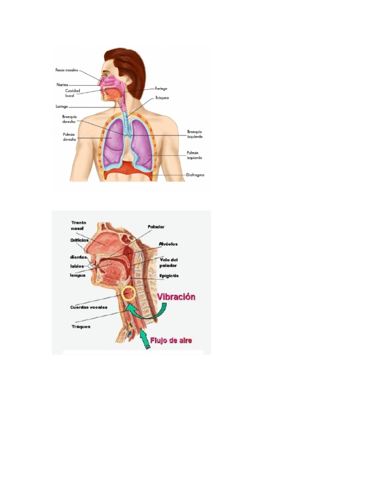 Aparato Fonador | PDF