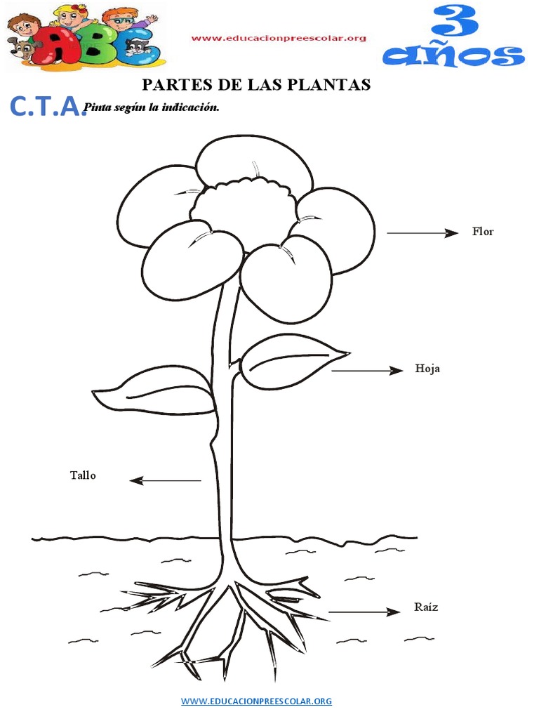 Las Partes de La Planta para Niños de 3 Años | PDF