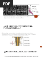 Anatomía del Plexo Cervical: Guía Completa | PDF | Nervio | Neuroanatomía