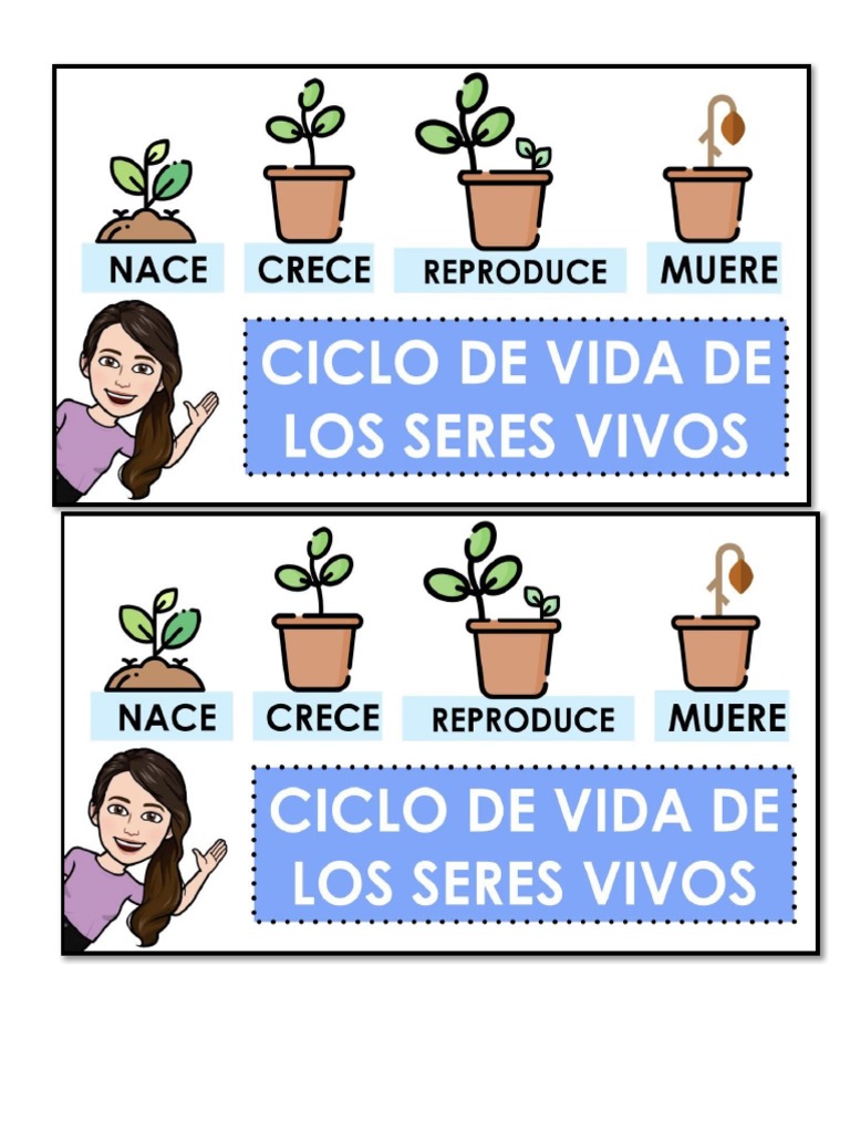 Ciclo de Vida de Los Seres Vivos Etapas | PDF