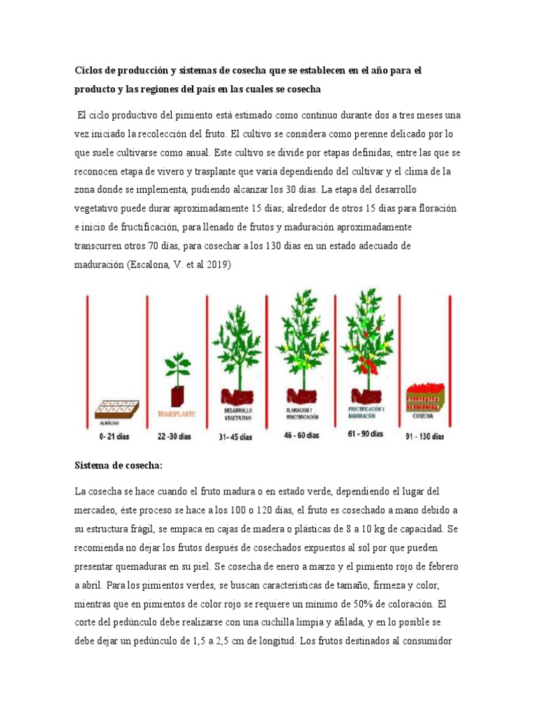 Ciclos de Producción y Sistemas de Cosecha Que Se Establecen en El Año ...