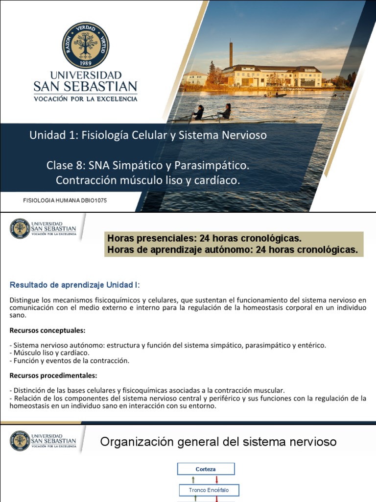 Unidad 1: Fisiología Celular y Sistema Nervioso Clase 8: SNA Simpático y Parasimpático ...