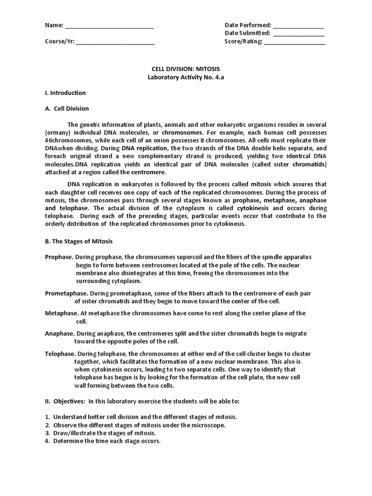 Mitosis-And-Meiosis Activities | PDF