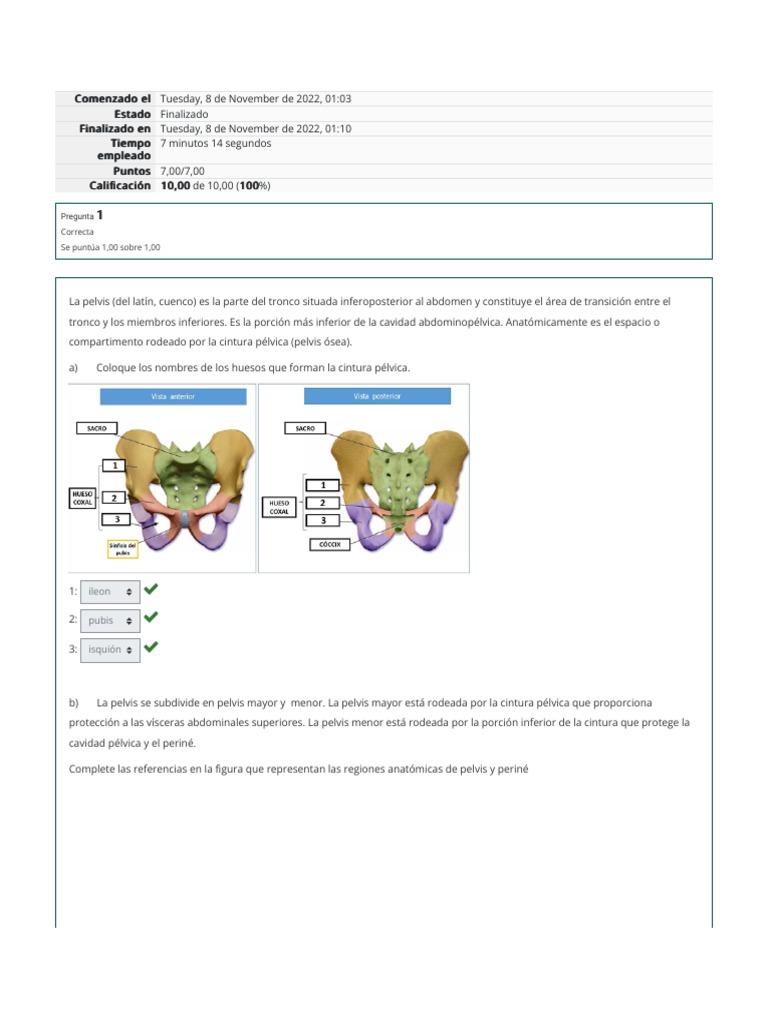 Guía de TP Virtual Nº9 - Pelvis y Periné - Revisión Del Intento | PDF ...