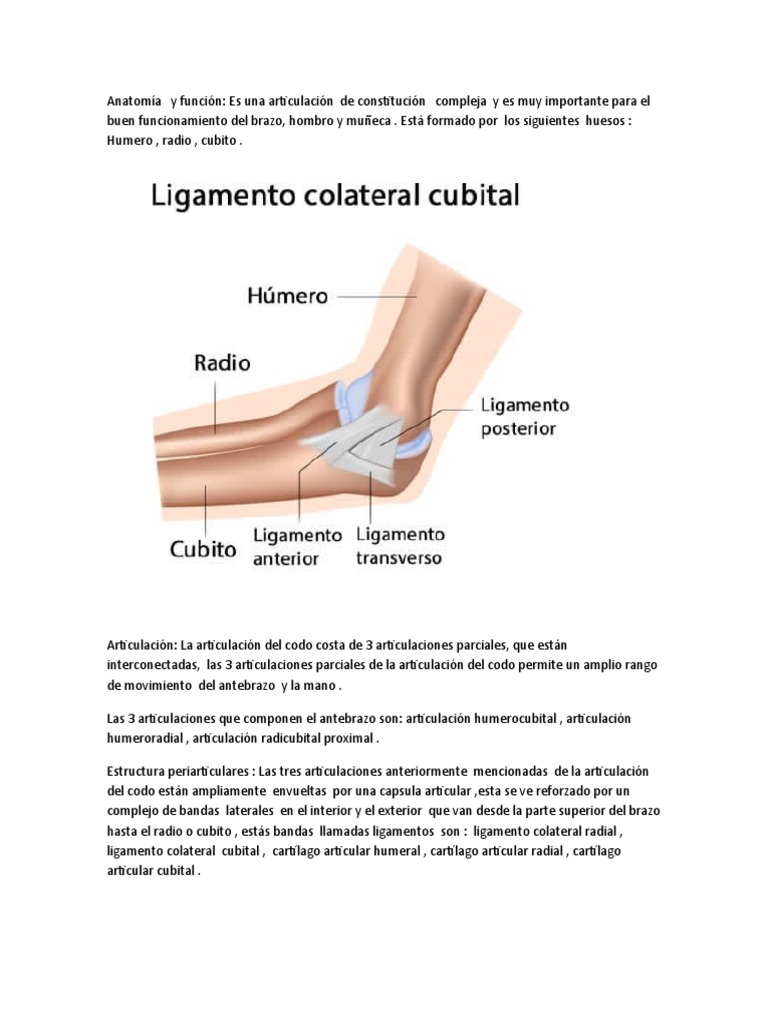 Anatomía del Codo y sus Articulaciones | PDF