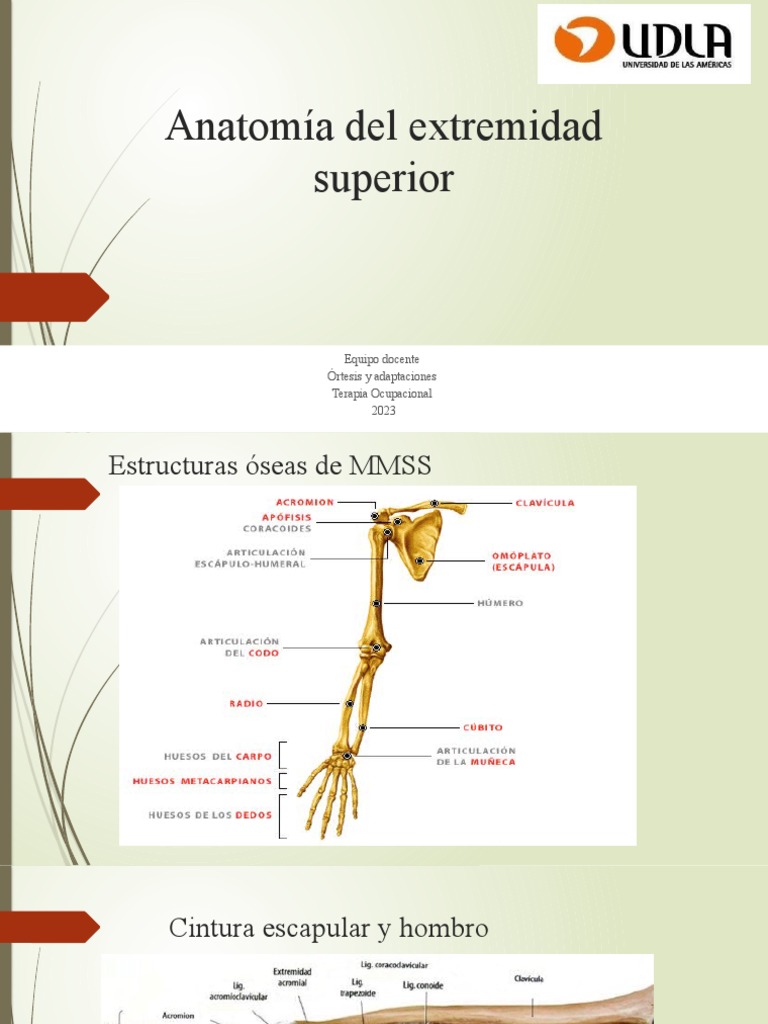 Anatomía EESS | PDF | Mano | Codo