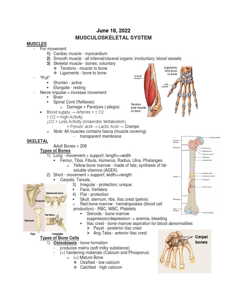 Musculoskeletal System | PDF | Bone | Skeletal Muscle