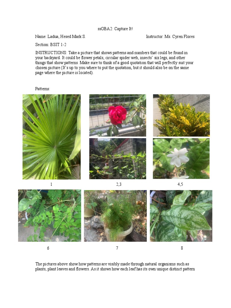 Backyard Patterns and Numbers Exploration | PDF