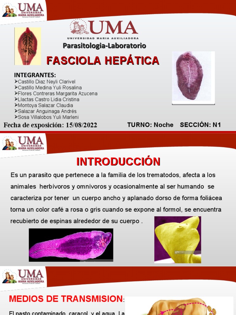 Fasciola Hepatica L-labo. | PDF | Elisa | Medicina CLINICA